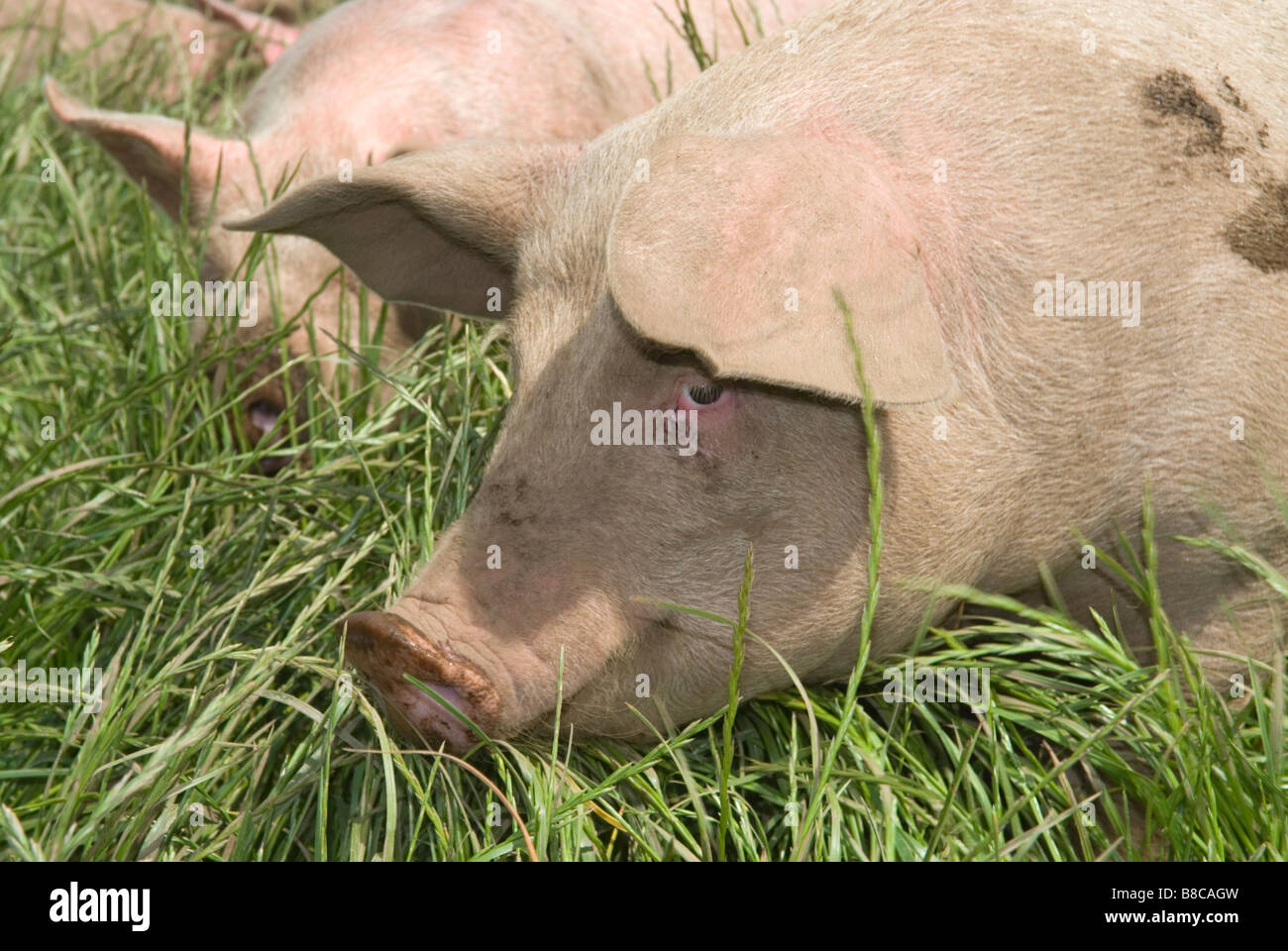Organically Reared Pigs High Resolution Stock Photography and Images ...