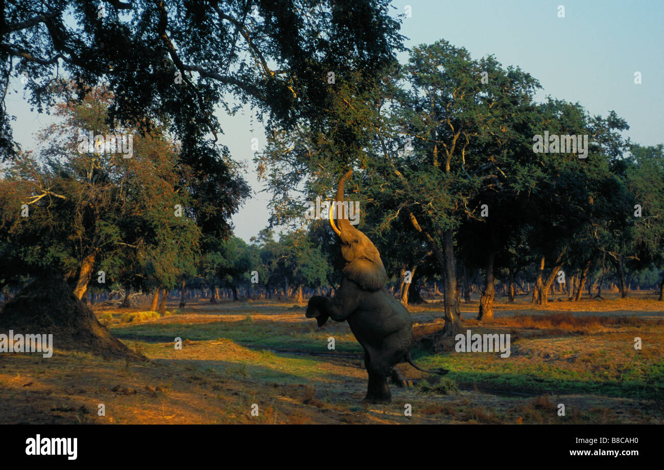 African Elephant Reaching Tree pods, Mana Pools National Park, Zimbabwe ...