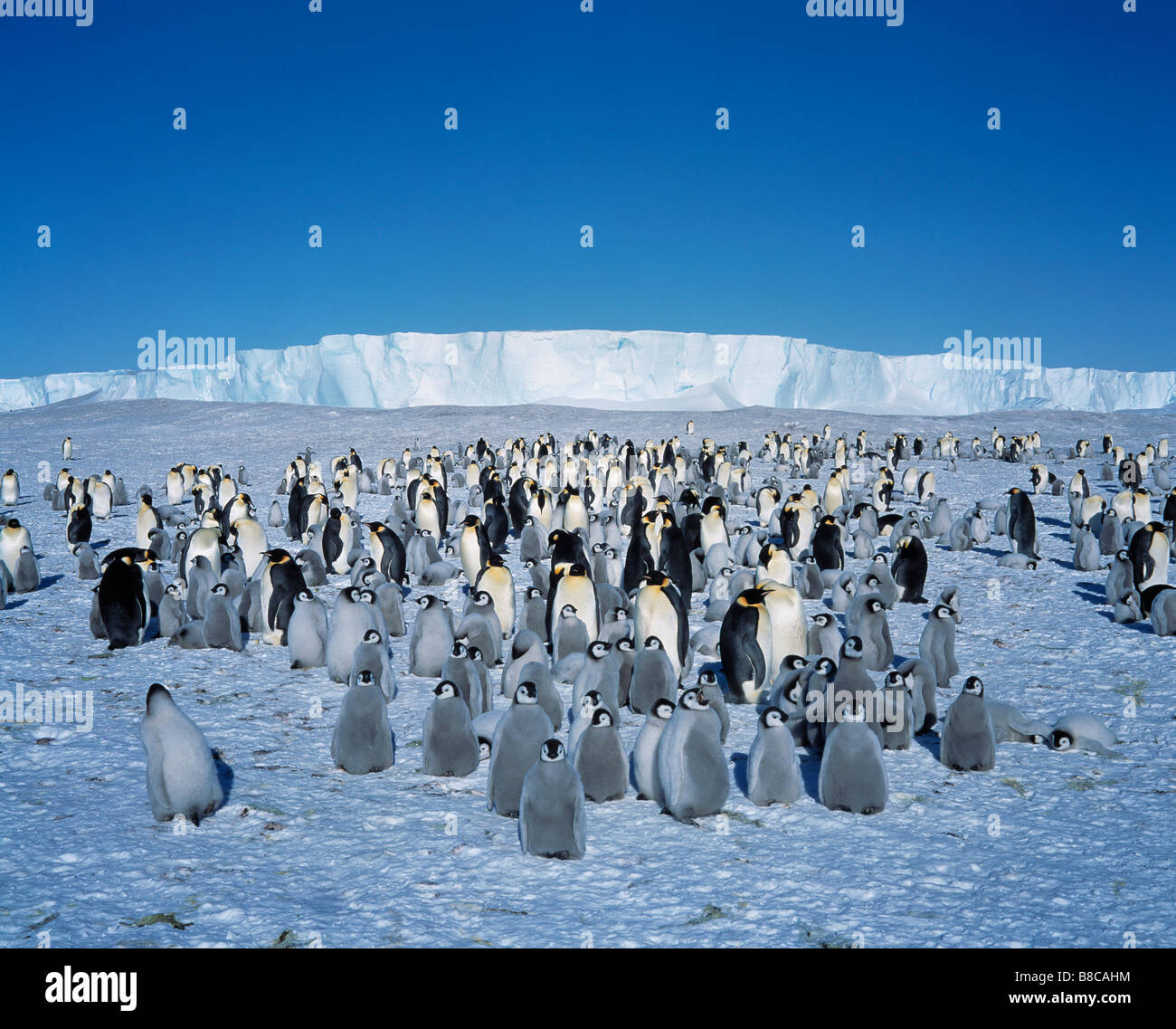 PENGUIN colony Stock Photo - Alamy PENGUIN colony Stock Photo - Alamy