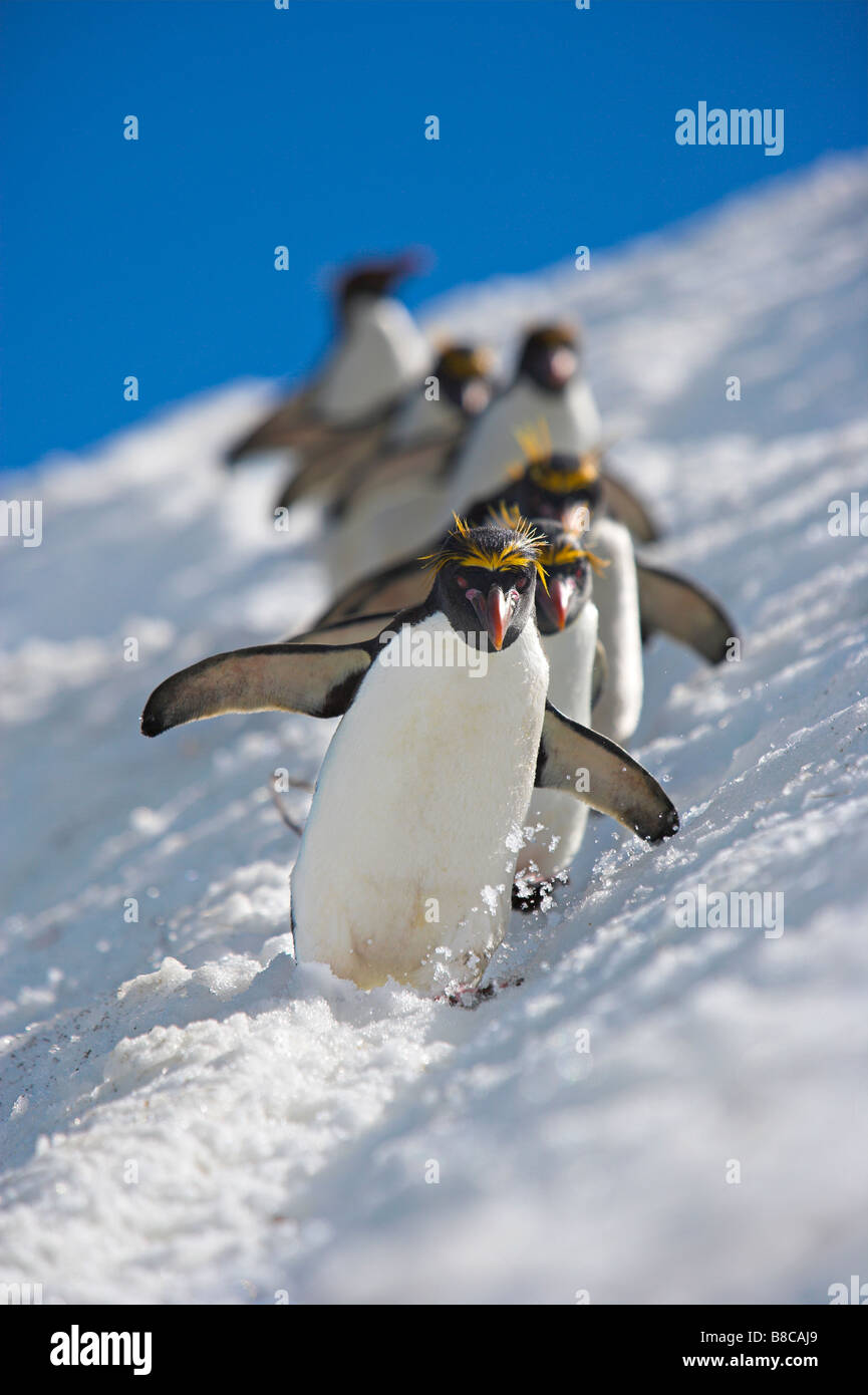 Group of macaroni penguins hi-res stock photography and images - Alamy
