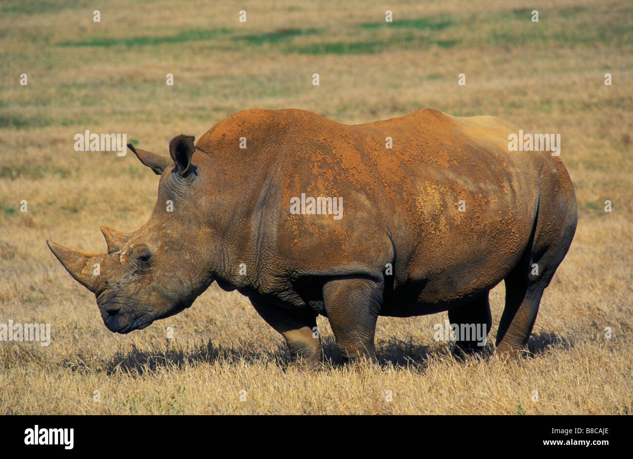 Endangered White Rhinoceros Stock Photo - Alamy