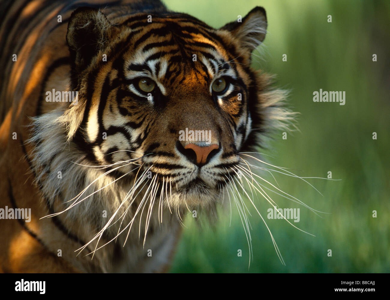 Sumatran Tiger Face Tigers High Resolution Stock Photography and Images ...