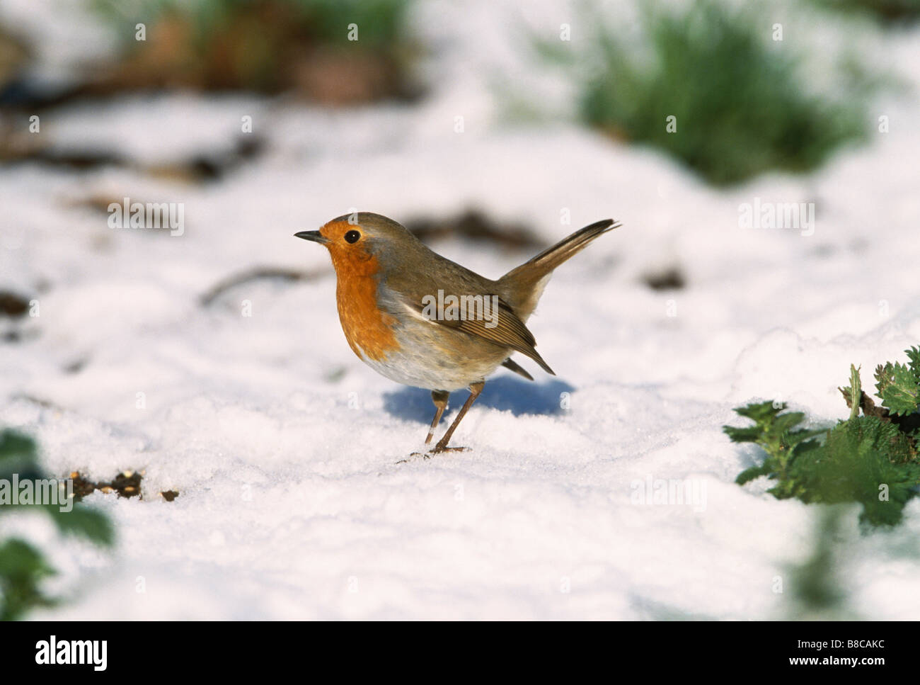 ROBIN in snow Stock Photo - Alamy