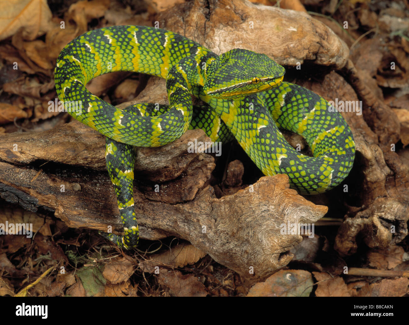 WAGLER'S PALM VIPER Stock Photo - Alamy
