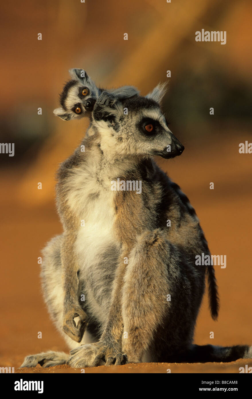 Lemur baby hi-res stock photography and images - Alamy