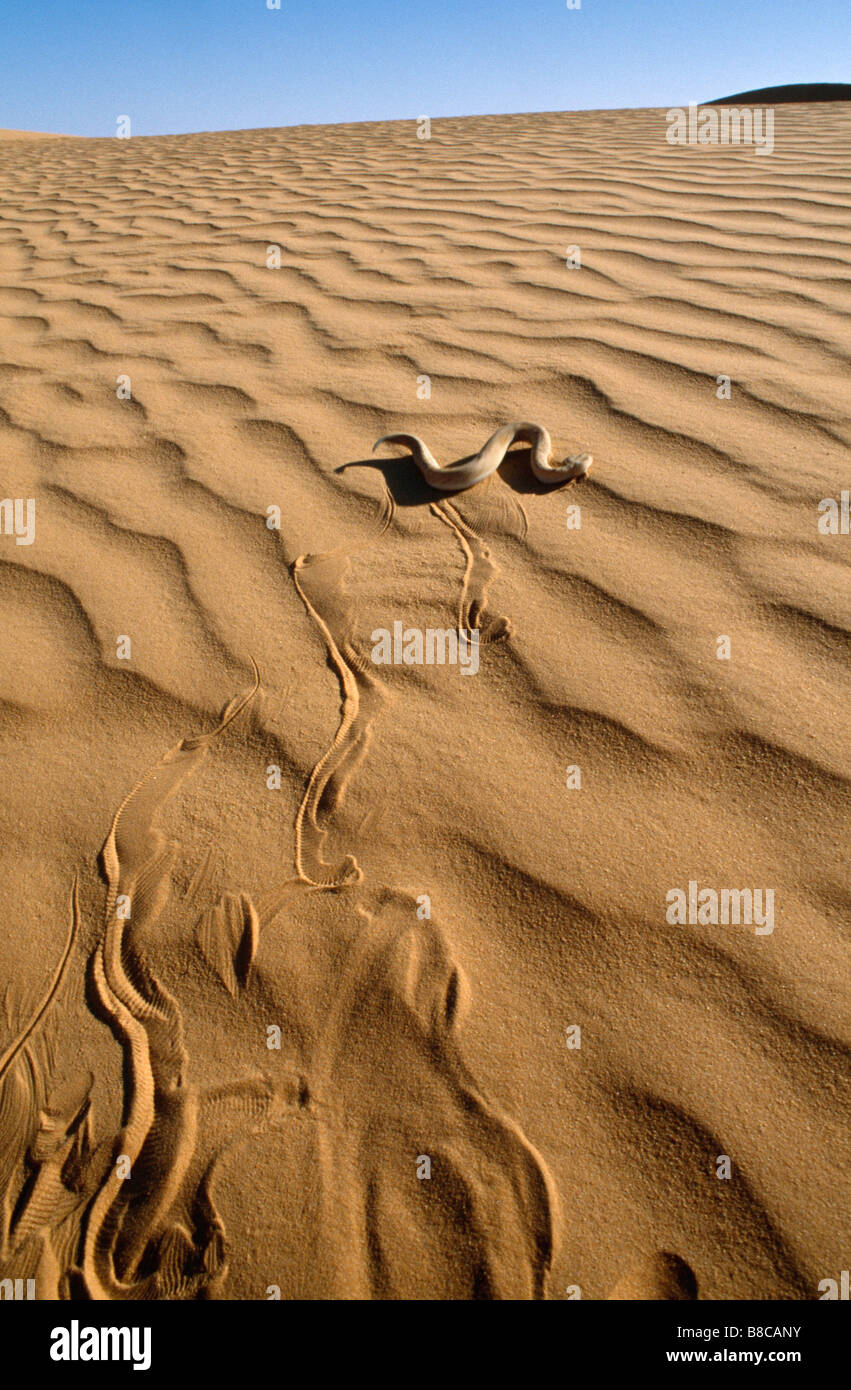 COMMON SAND VIPER Stock Photo - Alamy
