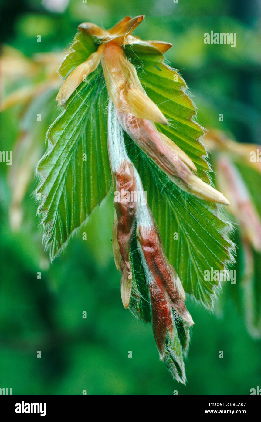 BEECH spring foliage Stock Photo - Alamy