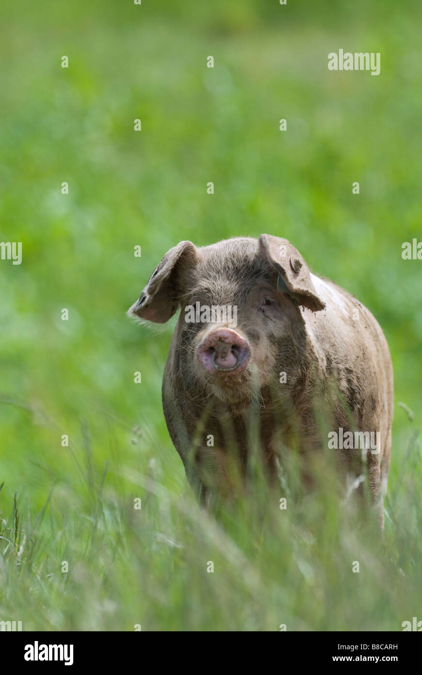 Sow on organic pig farm in Perthshire Scotland Stock Photo - Alamy