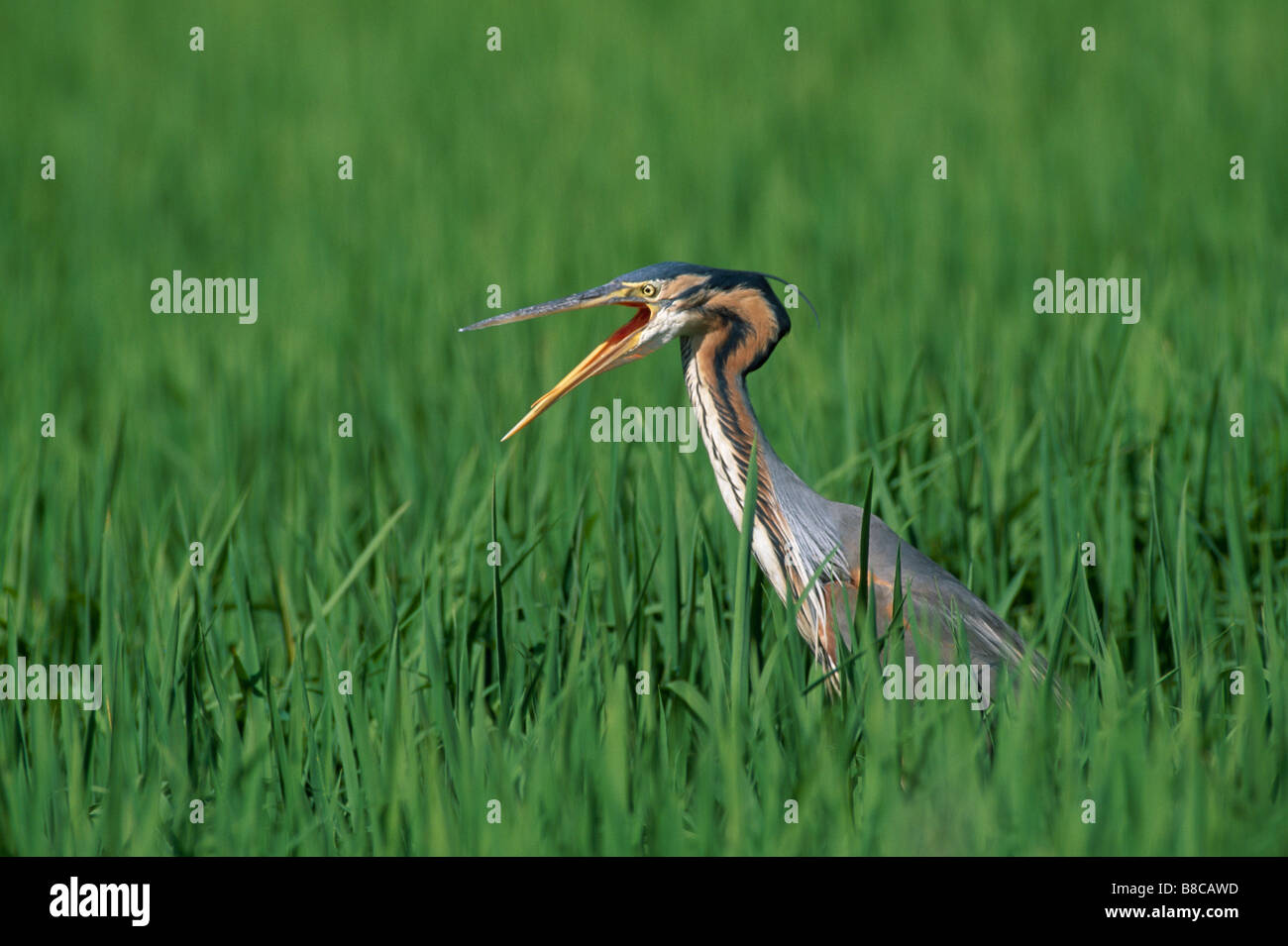 European purple herons hi-res stock photography and images - Alamy