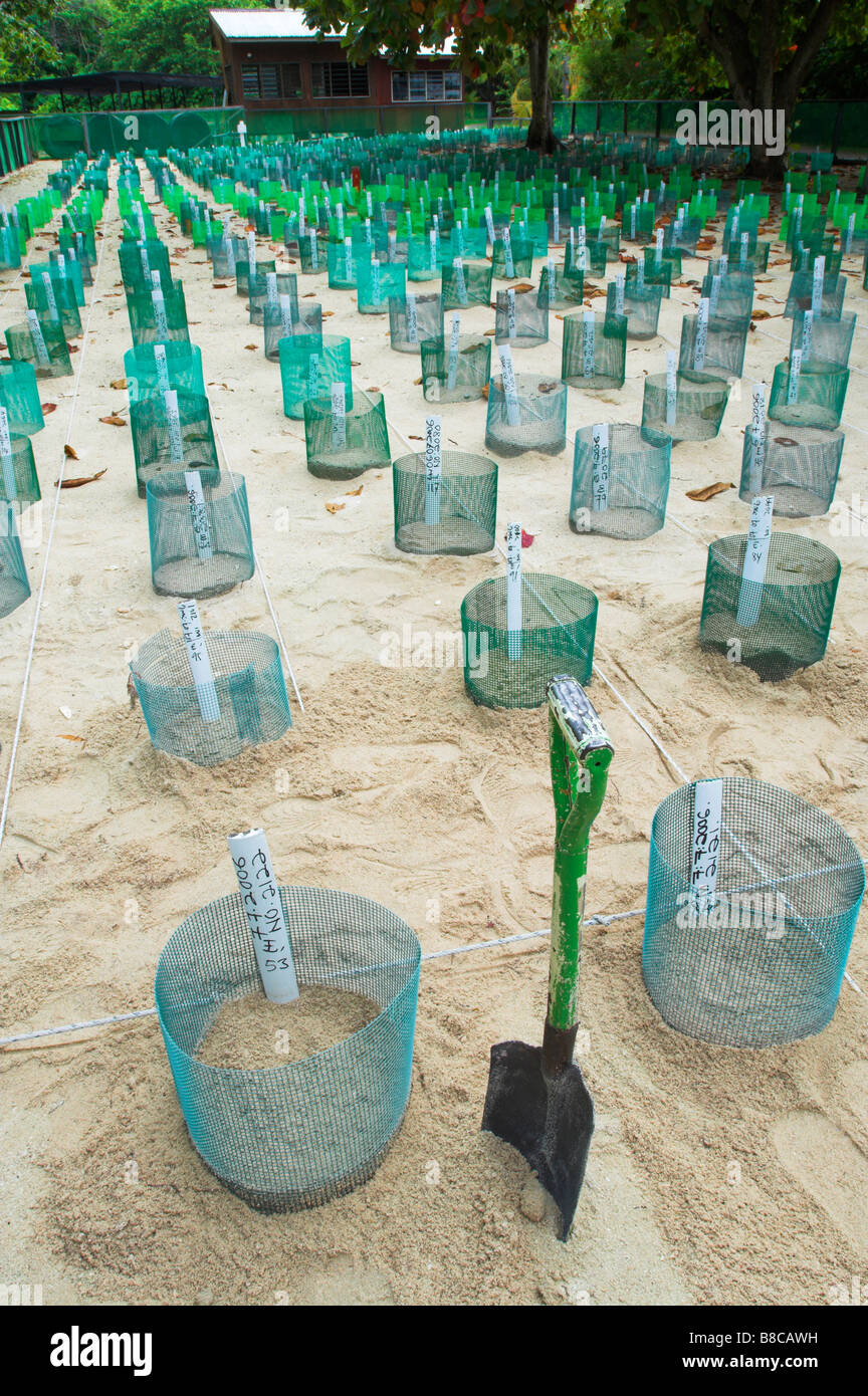 Marine turtle nests hi-res stock photography and images - Alamy