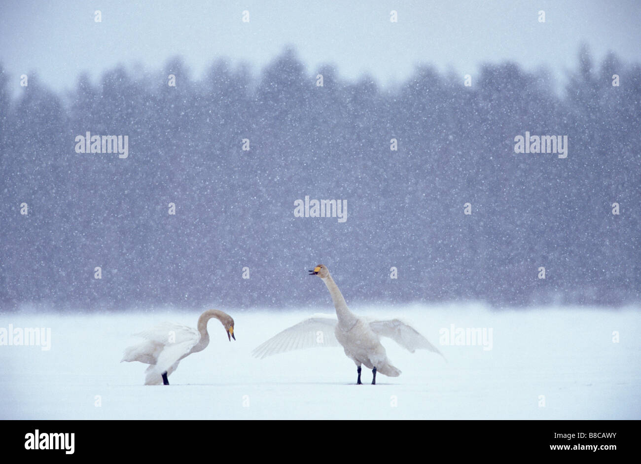 WHOOPER SWAN pair Stock Photo - Alamy