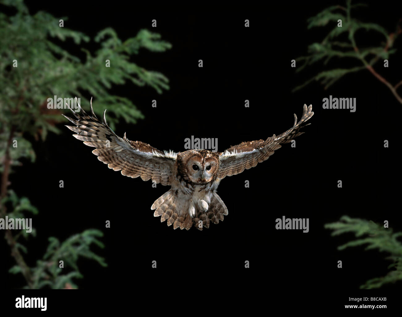 Tawny Owl Uk Flight Stock Photos & Tawny Owl Uk Flight Stock Images - Alamy