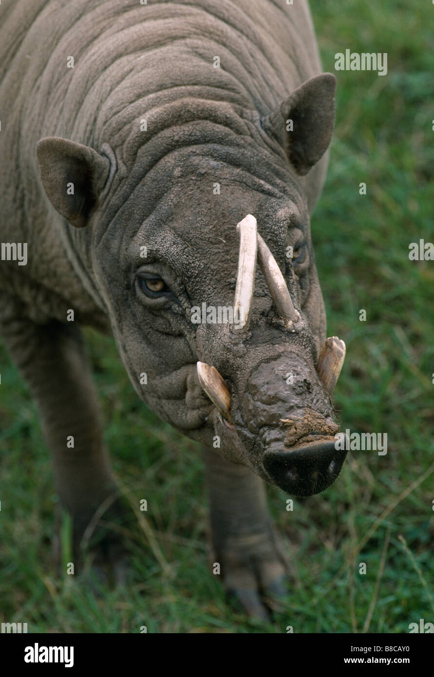 Babirusa Babyrousa Babyrussa High Resolution Stock Photography and ...