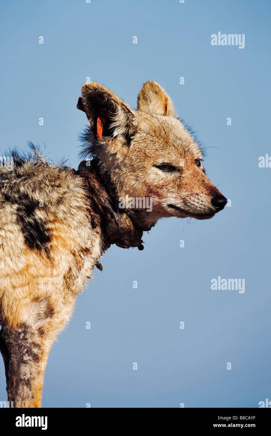 Ill jackal hi-res stock photography and images - Alamy