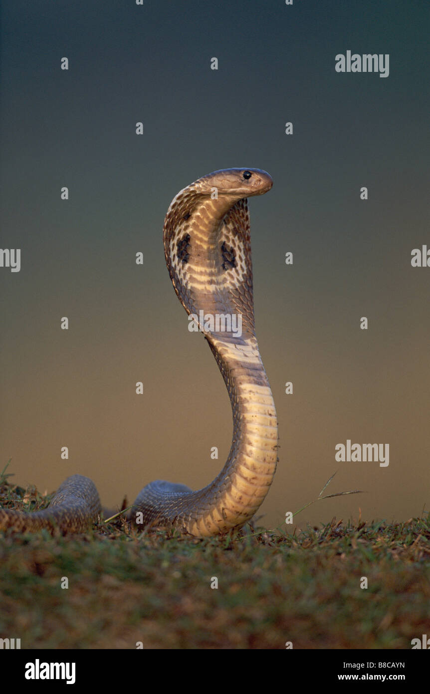 Indian cobra hi-res stock photography and images - Alamy