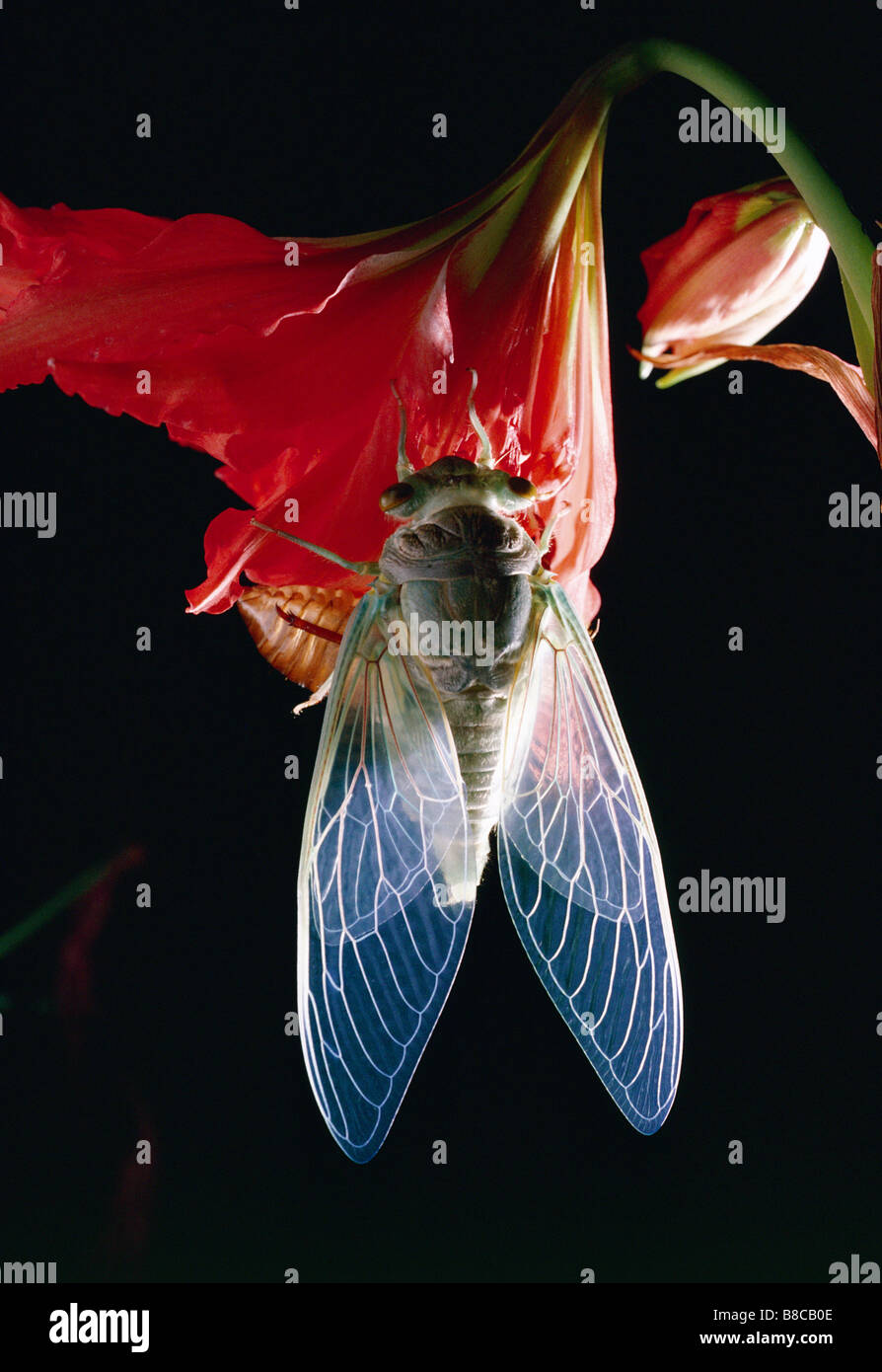 American cicada hi-res stock photography and images - Alamy