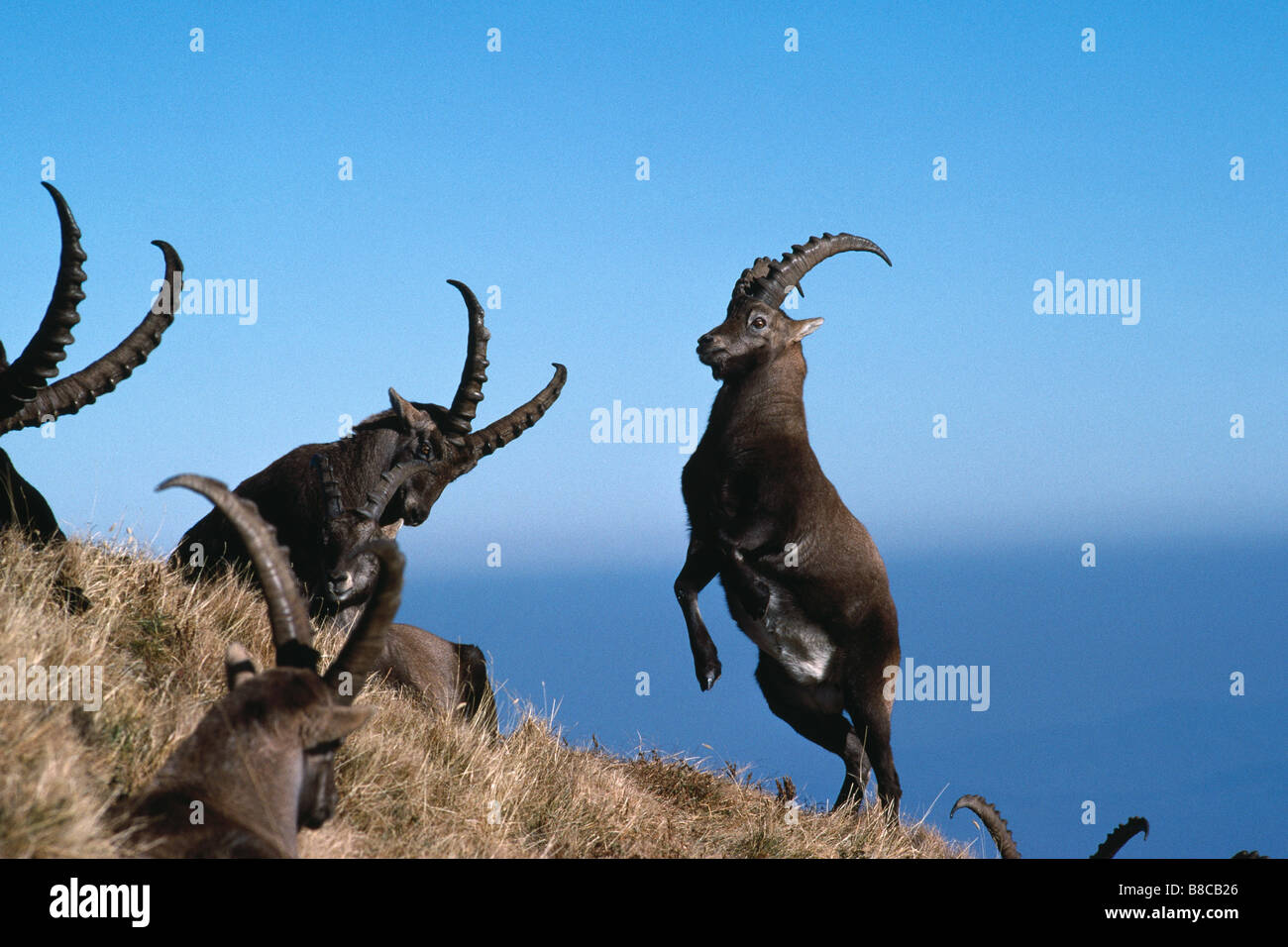 ALPINE IBEX males Stock Photo - Alamy