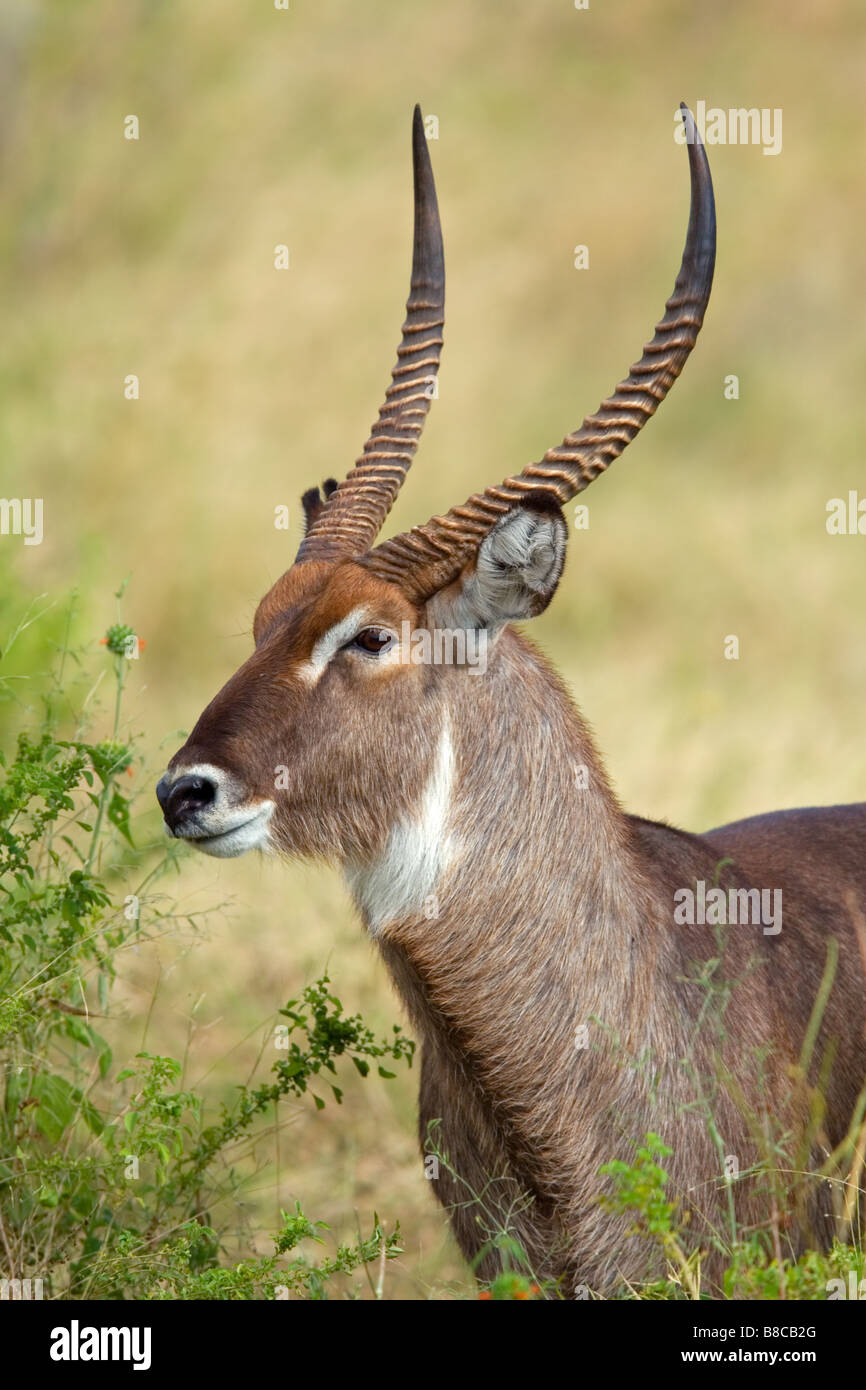 Portrait of a waterbuck bull hi-res stock photography and images - Alamy