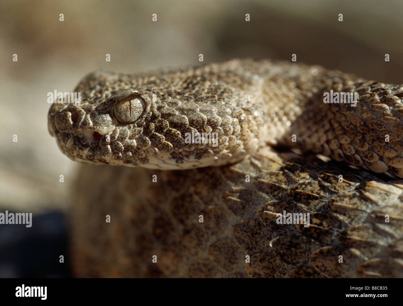 RATTLESNAKE - Tiger Stock Photo - Alamy