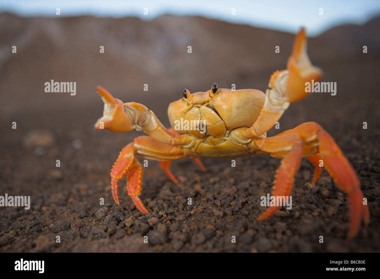 Land Crab Species In Wisconsin