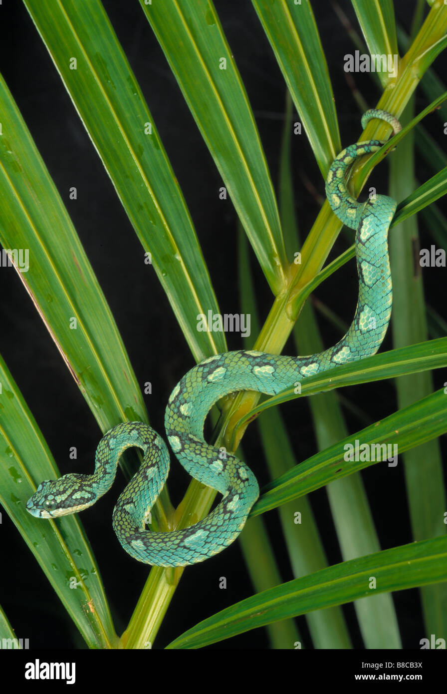 Sri lankan reptiles hi-res stock photography and images - Alamy