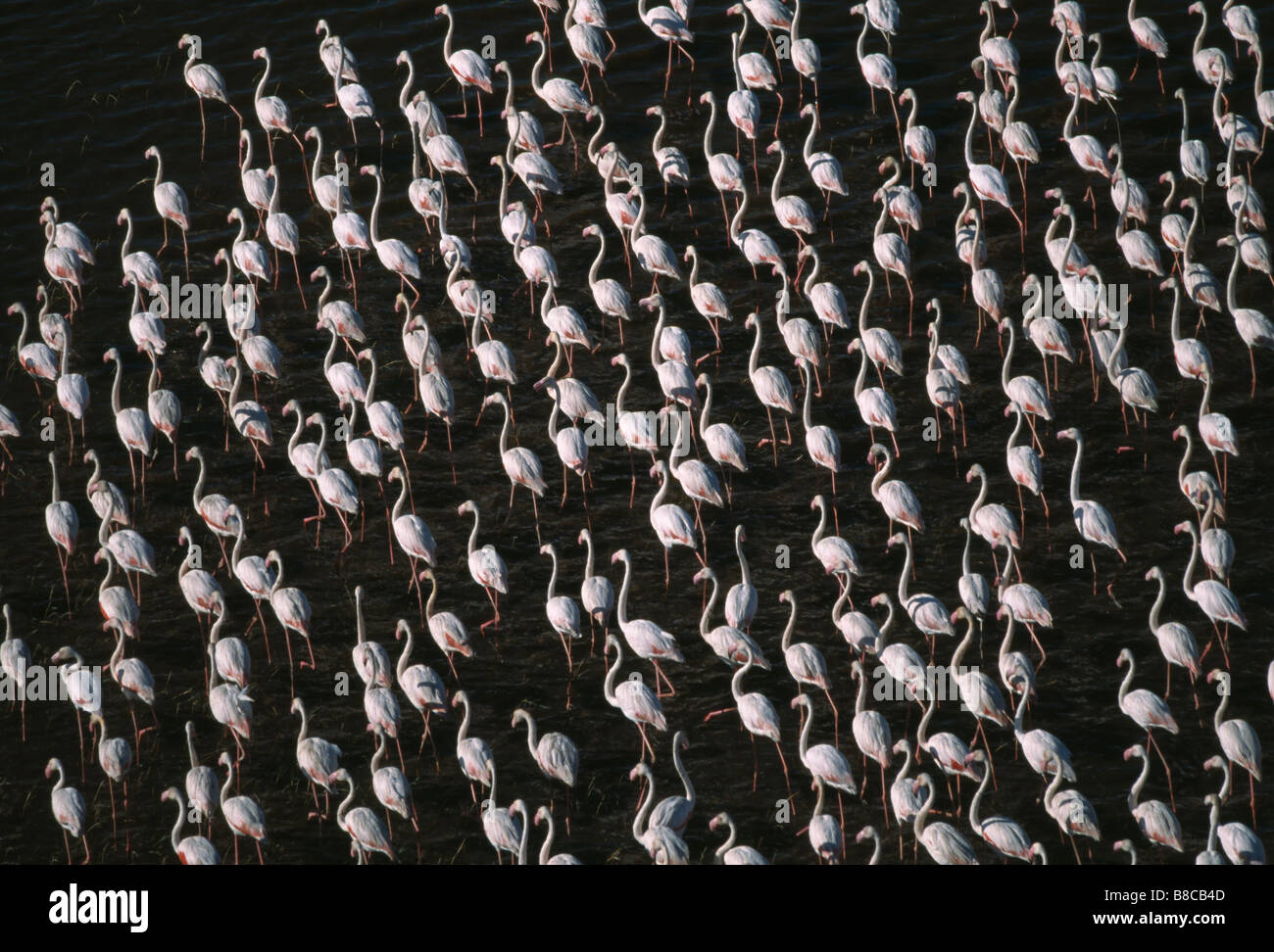 Flamingos flock aerial hi-res stock photography and images - Alamy