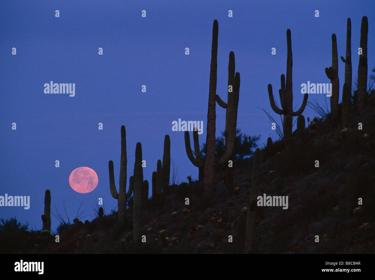 FULL MOON & cactus Stock Photo - Alamy