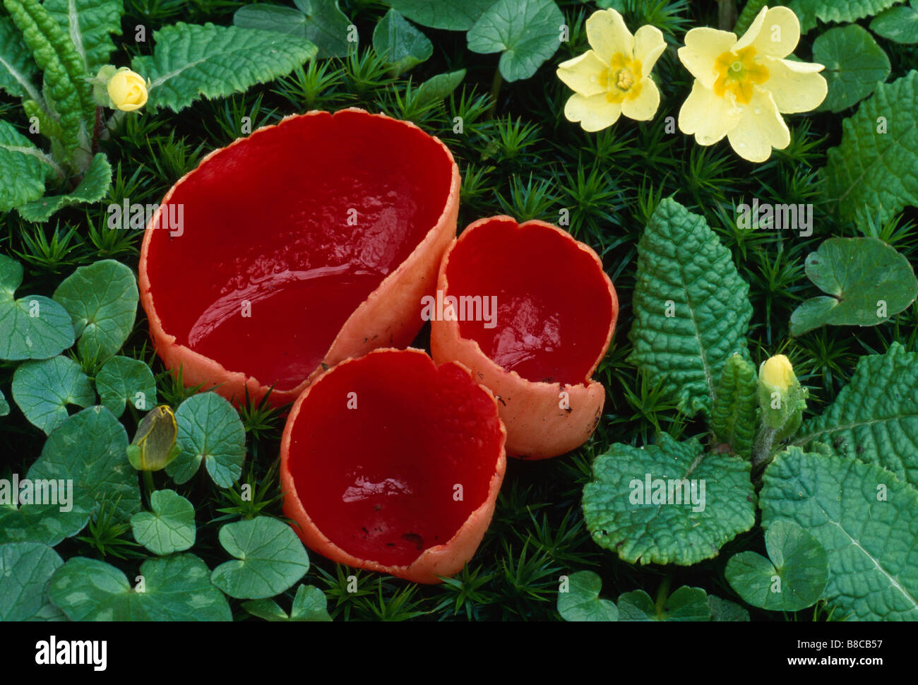 SCARLET ELF CUP Stock Photo - Alamy