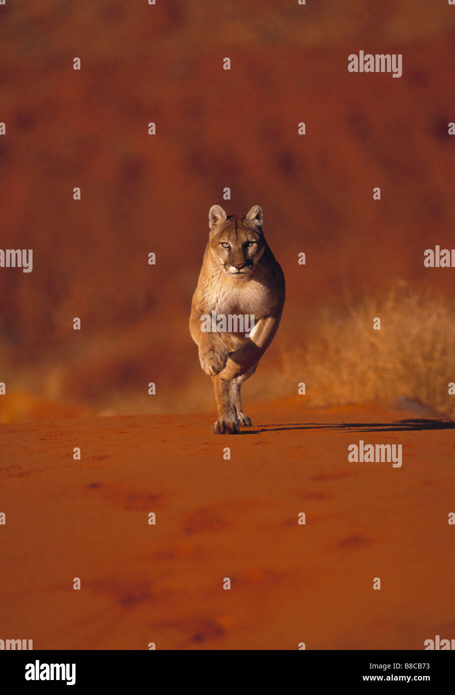 Cougar running hi-res stock photography and images - Alamy