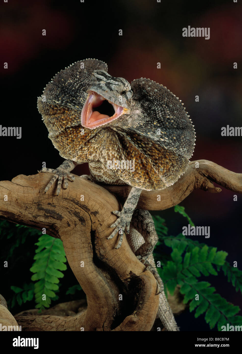 Frilled Lizard Standing