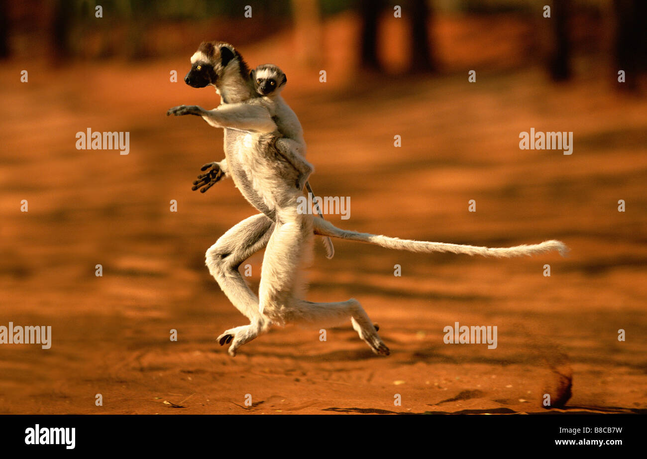 LEMUR "dancing Stock Photo - Alamy