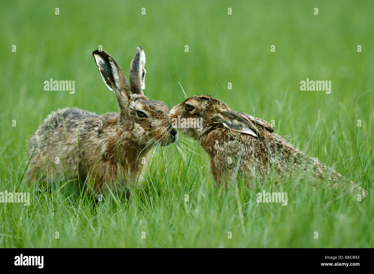 English Hares High Resolution Stock Photography and Images - Alamy