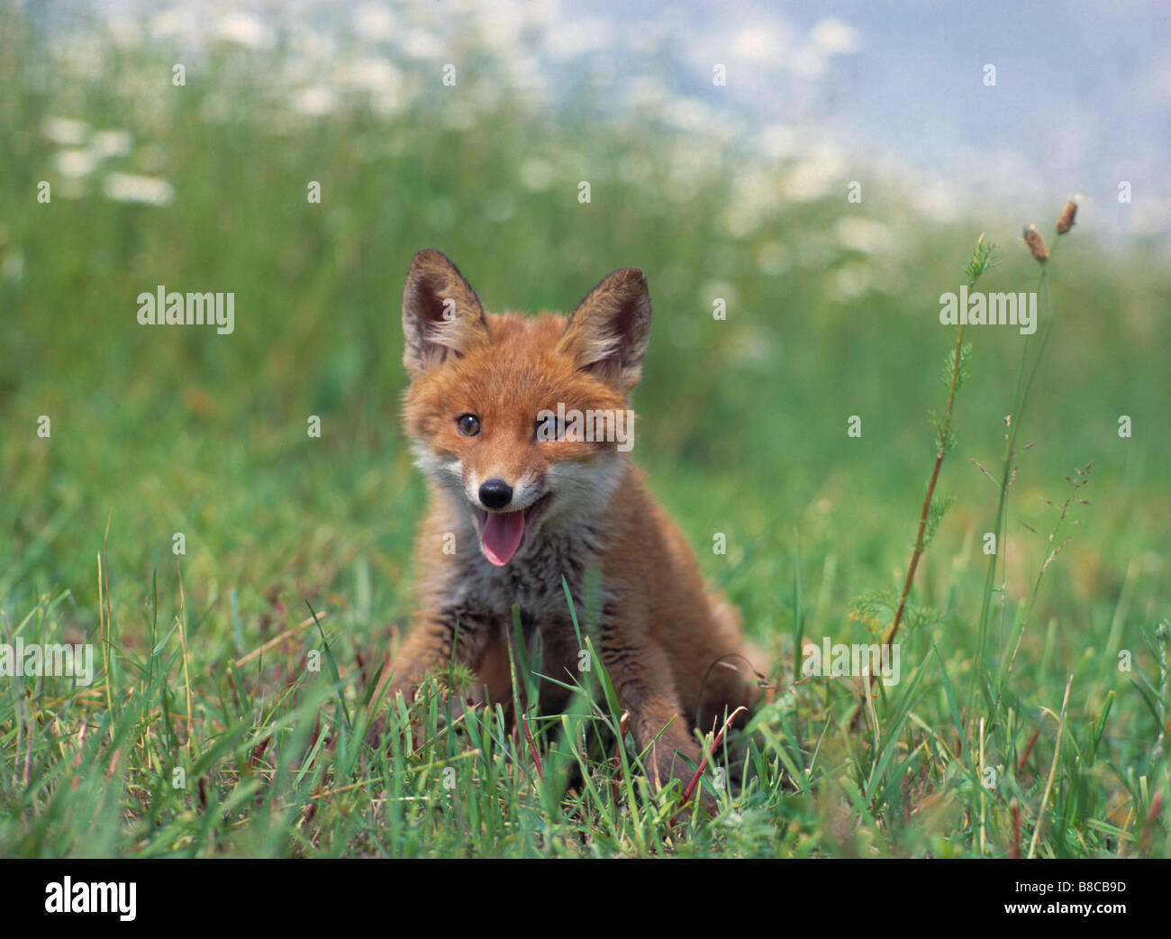 EUROPEAN RED FOX Stock Photo - Alamy