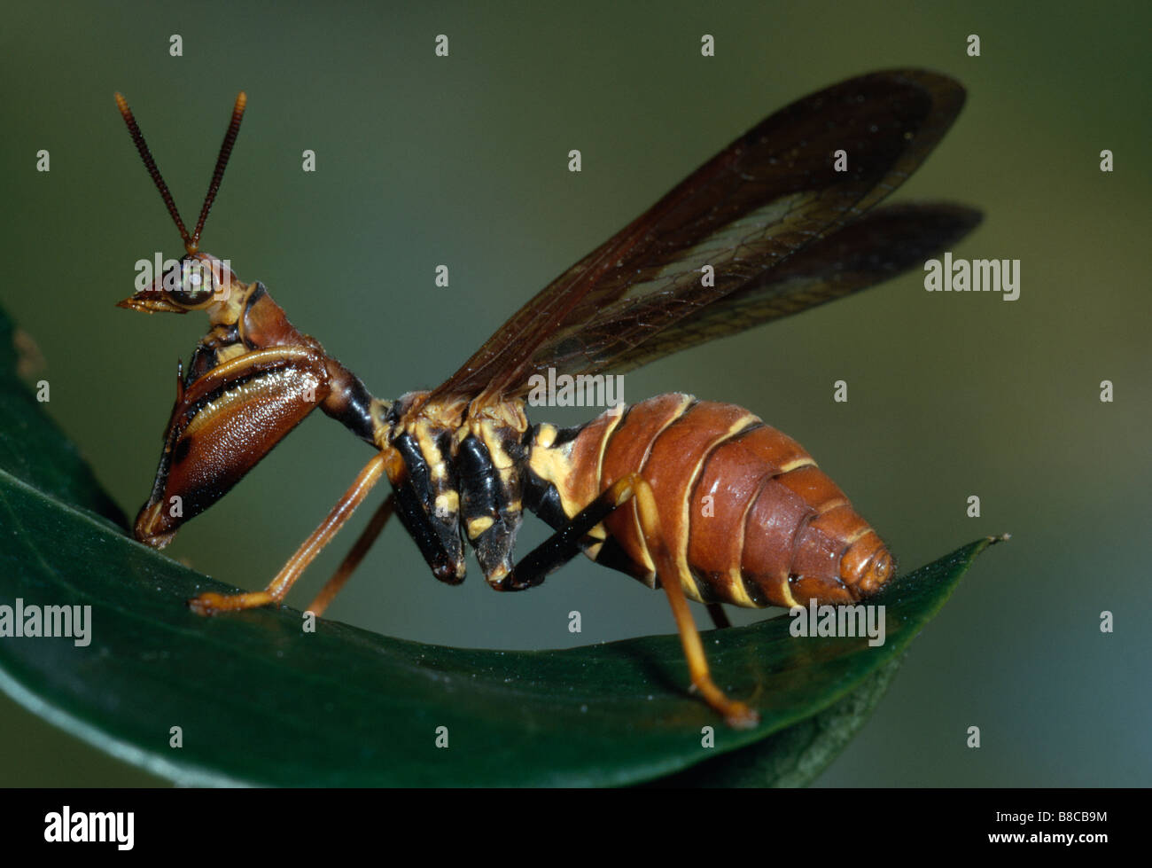 Mantid fly hi-res stock photography and images - Alamy