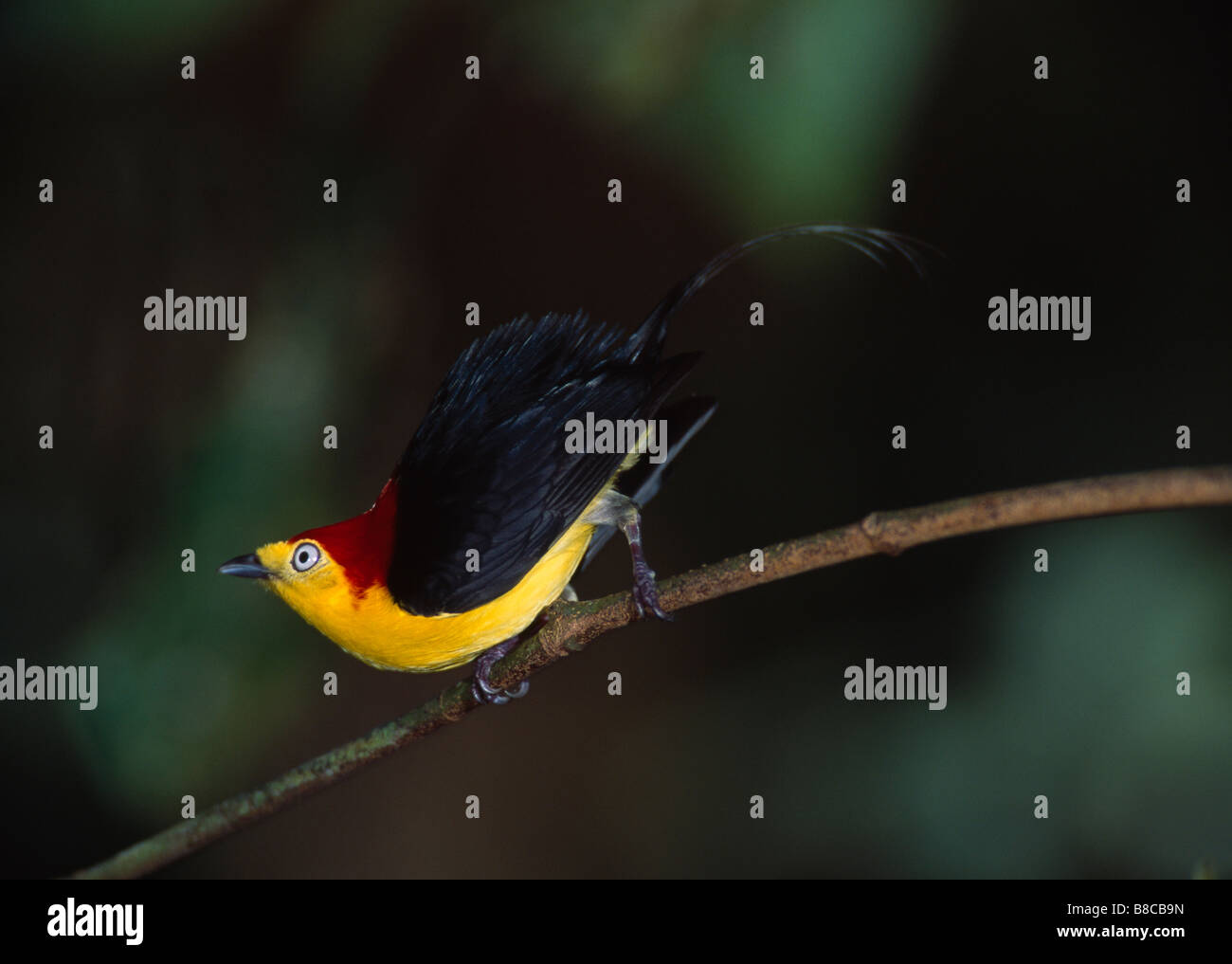 Manakin display hi-res stock photography and images - Alamy