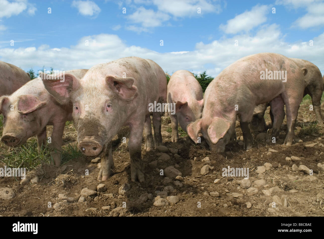 Pigs scotland hi-res stock photography and images - Alamy