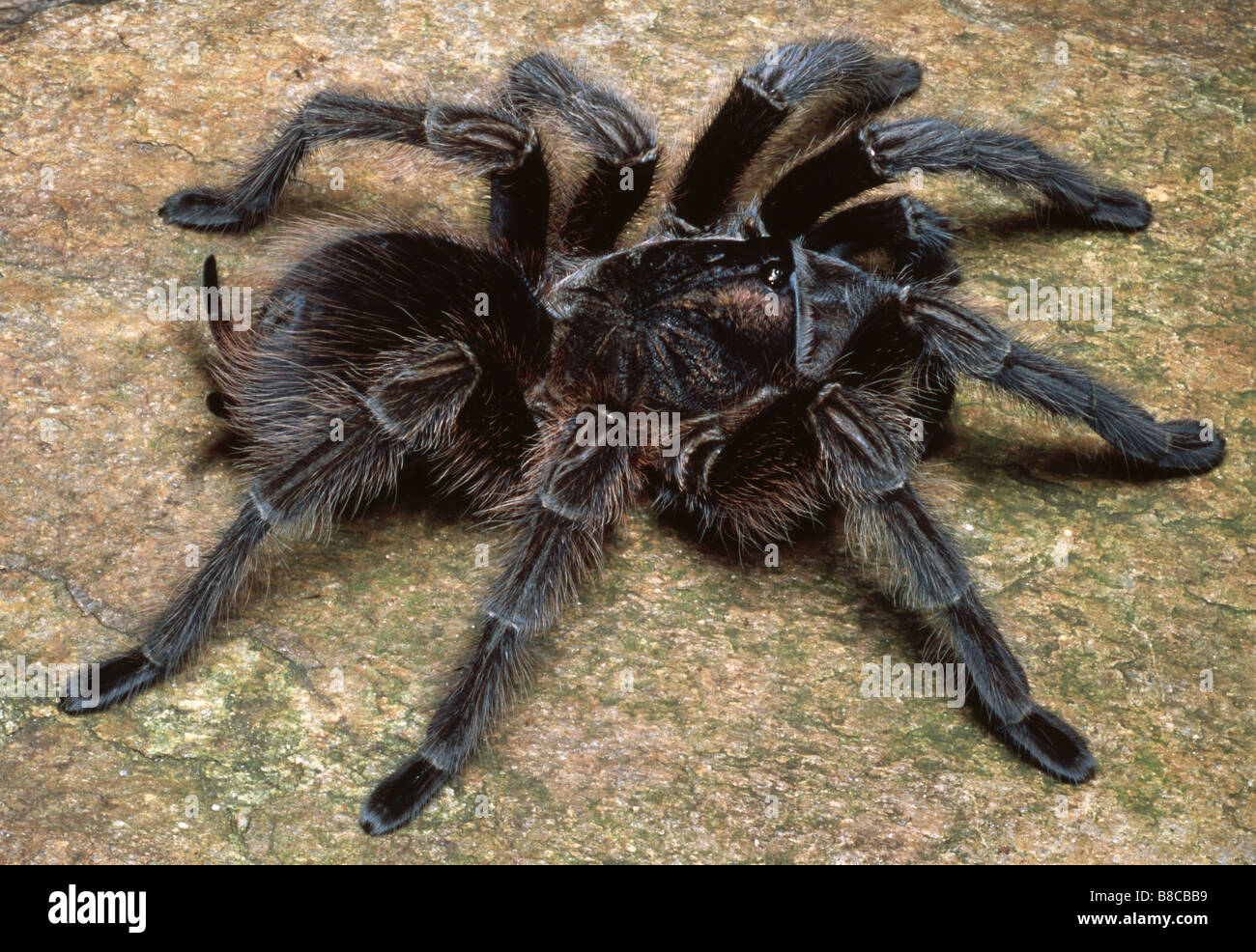 HAITIAN BROWN TARANTULA Stock Photo - Alamy
