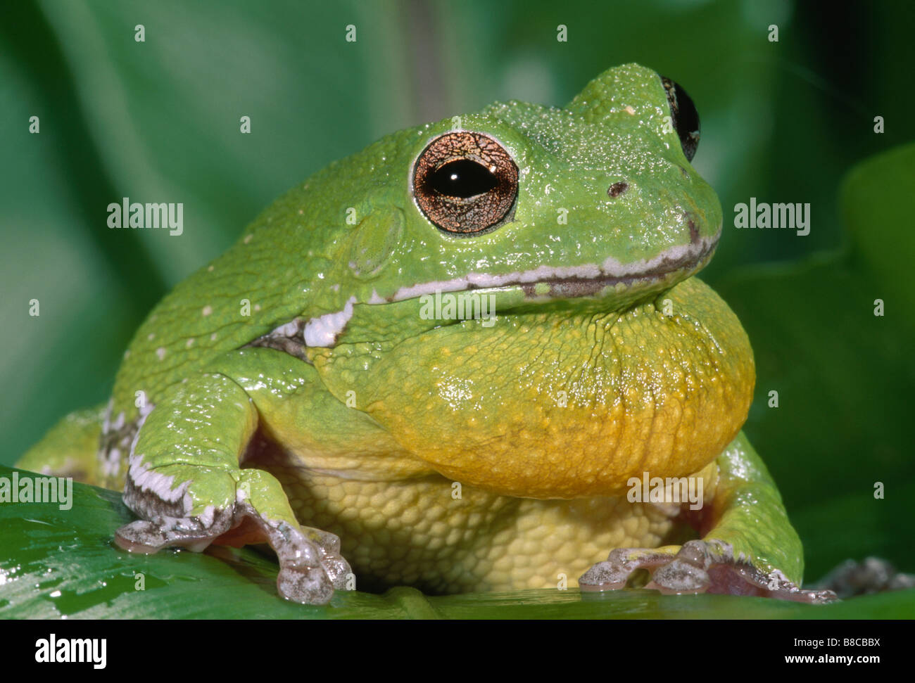 BARKING TREE FROG Stock Photo - Alamy