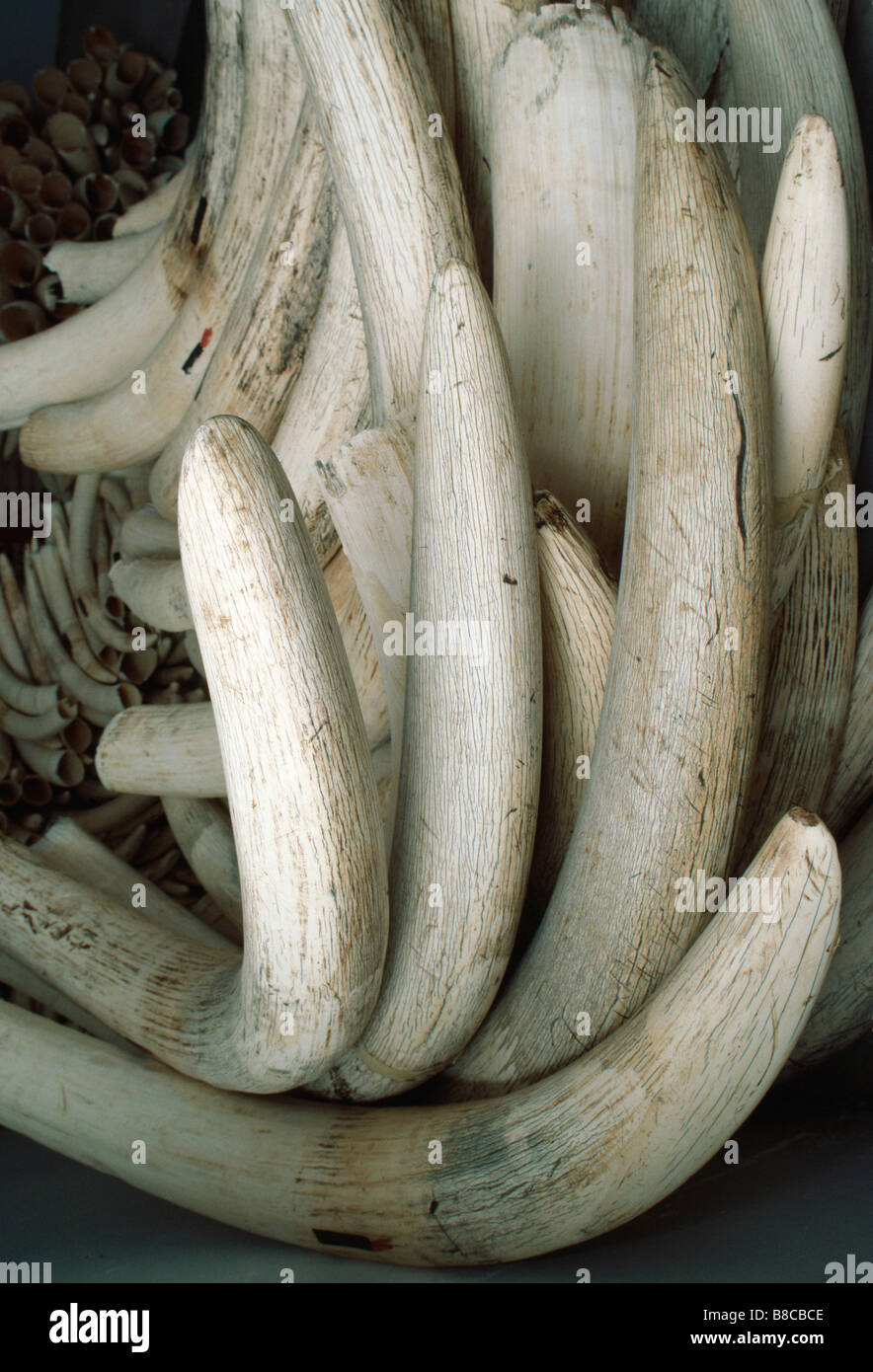 Rare ivory hi-res stock photography and images - Alamy