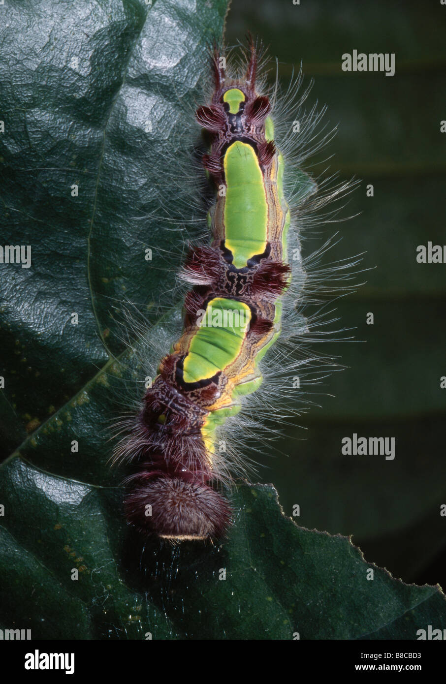 Guyana insects hi-res stock photography and images - Alamy
