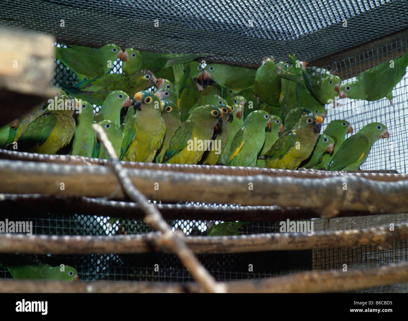 TRADE IN PARROTS Stock Photo - Alamy
