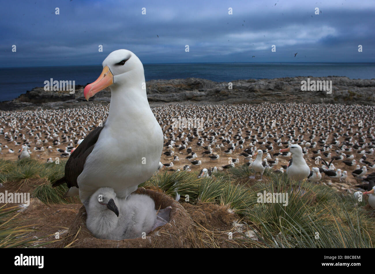 Albatross babies hi-res stock photography and images - Alamy