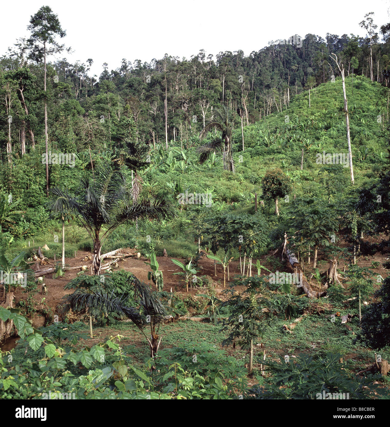 Rainforest farming hi-res stock photography and images - Alamy