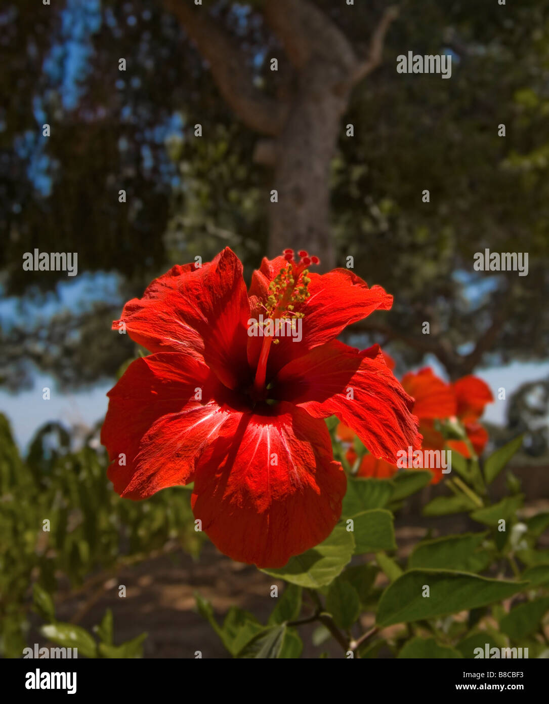 Hibiscus rosa sinensis. Crete, Greece, July Stock Photo - Alamy
