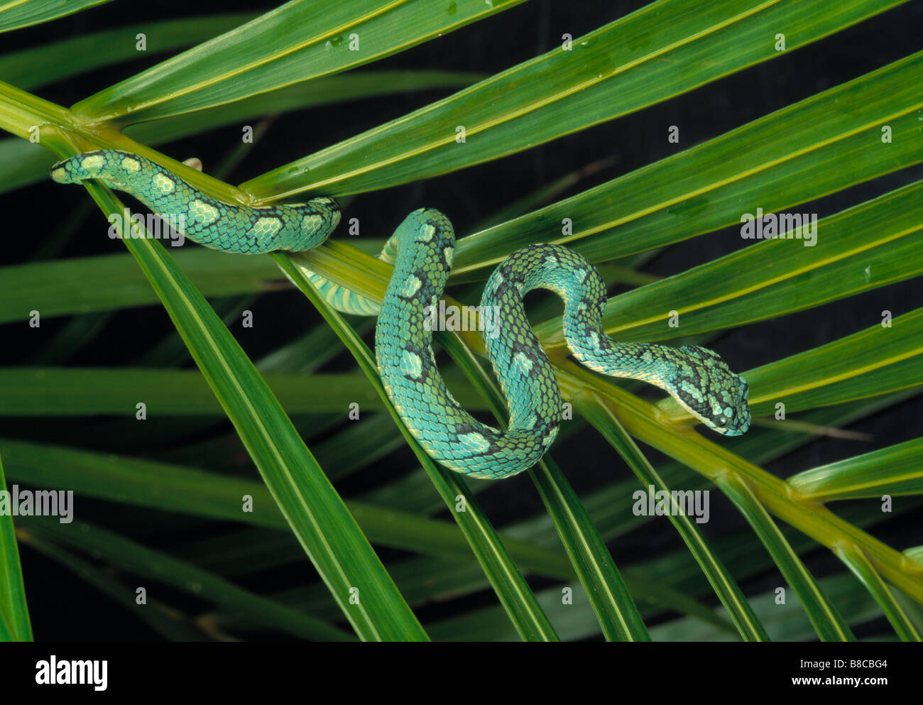 PALM VIPER on palm frond Stock Photo - Alamy