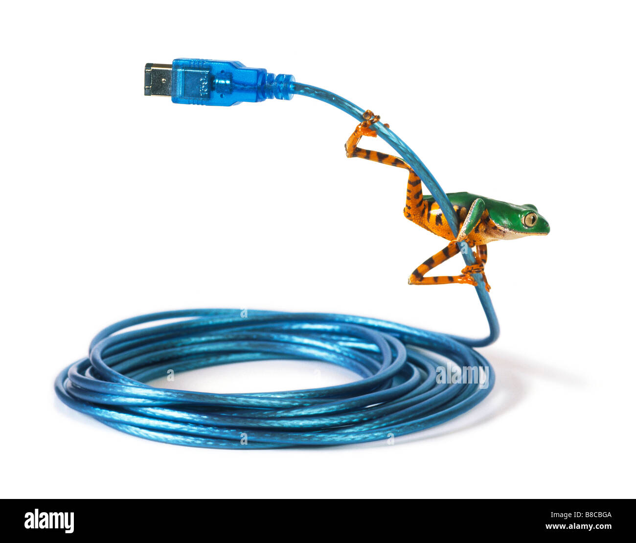 FL6168, Natural Moments Photography; Frog Balancing Blue Firewire Cable ...