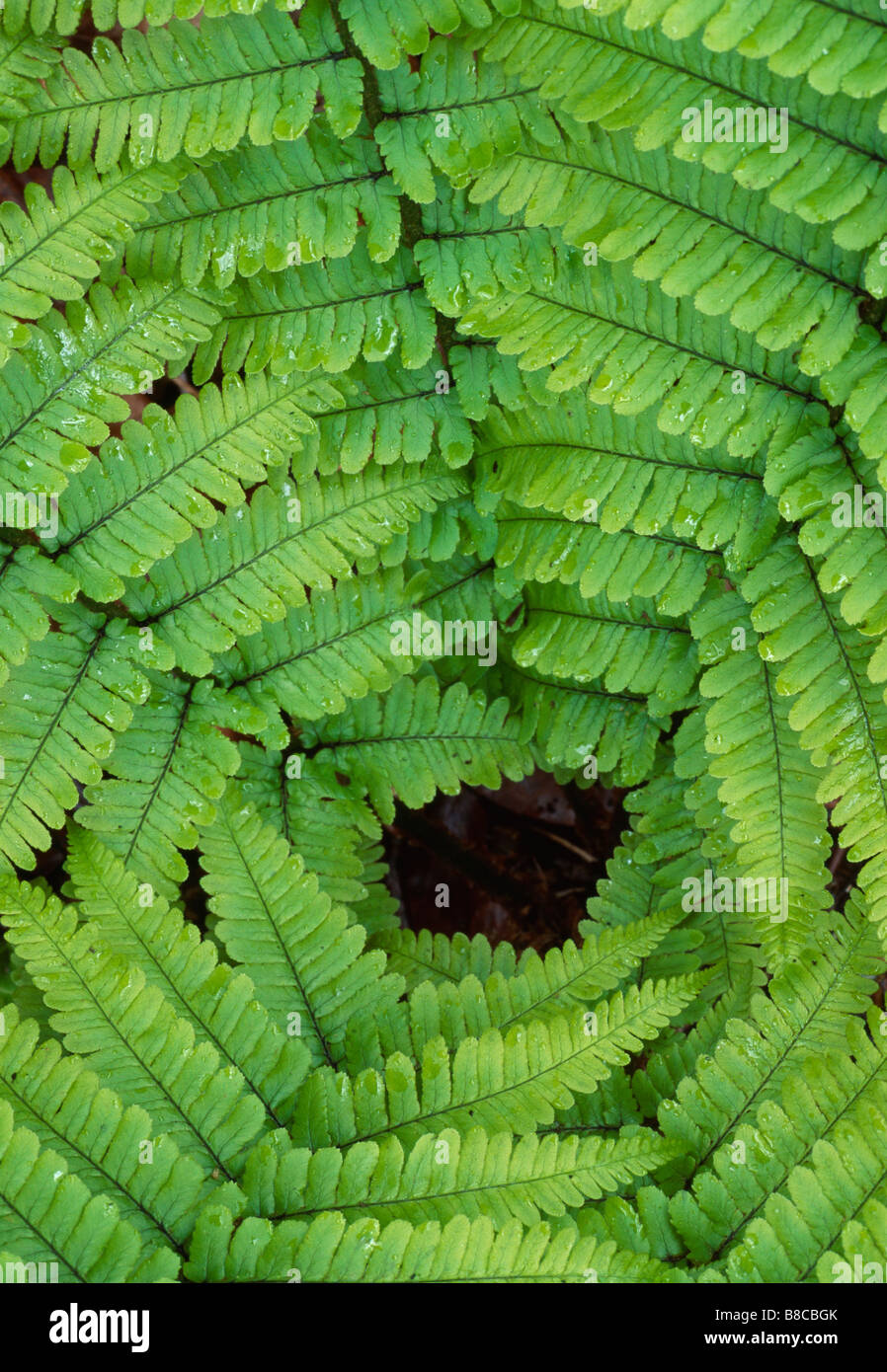 Male fern leaf pattern hi-res stock photography and images - Alamy
