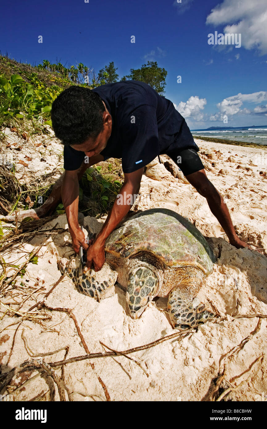 Turtle man beach beaches hi-res stock photography and images - Alamy