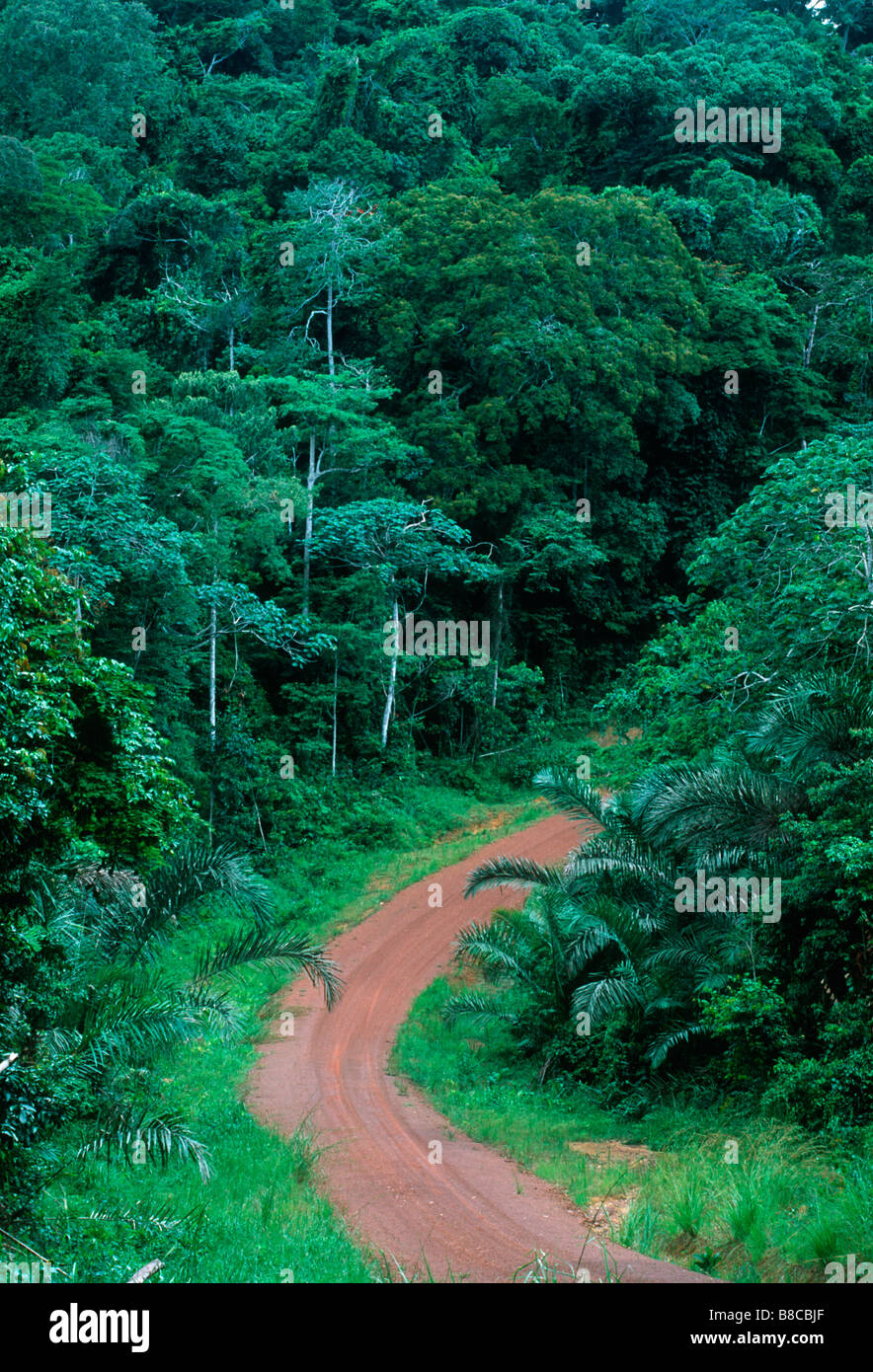 ROAD through rainforest Stock Photo - Alamy