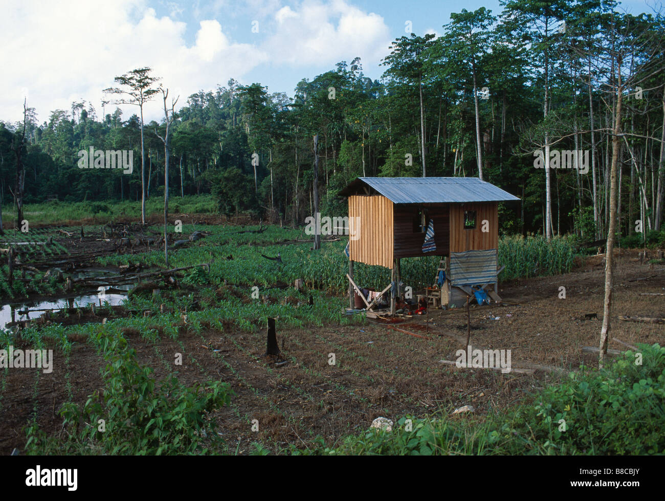 Cleared trees for farming hi-res stock photography and images - Alamy